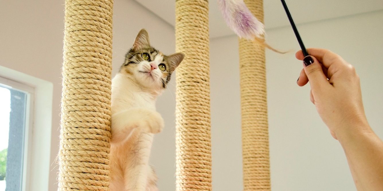 Principais brincadeiras para seu gato: confira 6 cativantes!